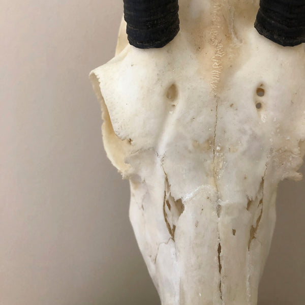 Female Springbok – Art and Taxidermy